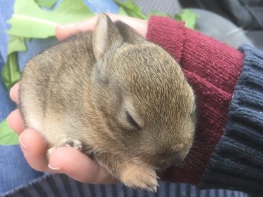 Baby rabbits and hares — www.helpwildlife.co.uk