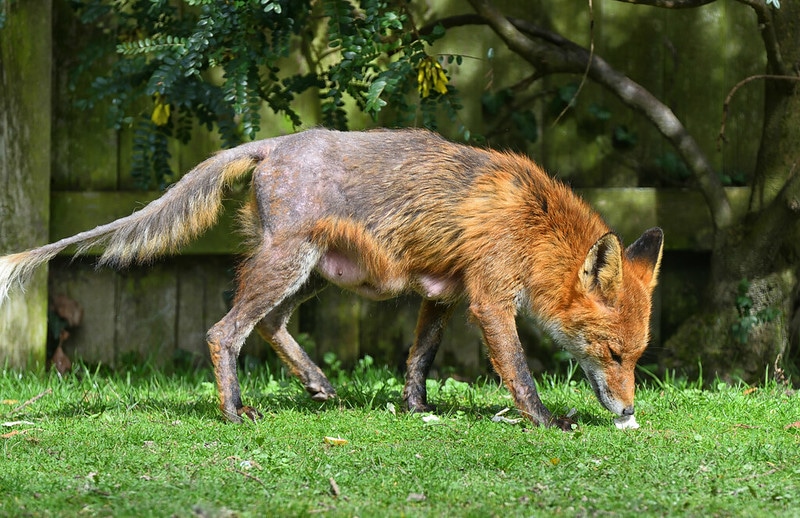 Foxes with Mange — www.helpwildlife.co.uk